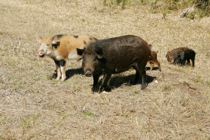 Wild Hog Removal, Feral Hog Control, Trapping of Pigs - Myrtle Beach