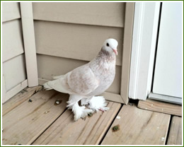 Nashville Bird Removal & Control Services | Animal Pros